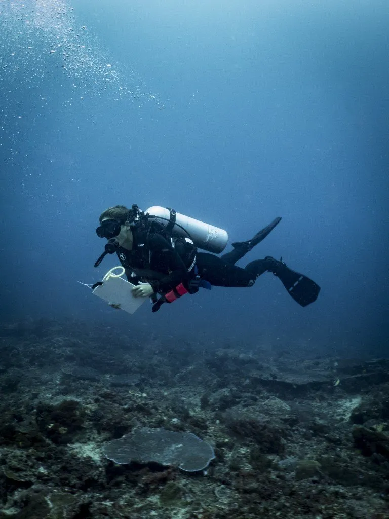 Marine diving survey | Seaoman