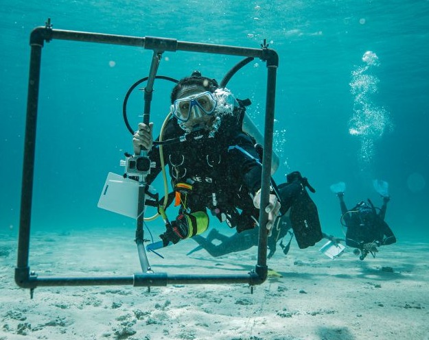 Marine diving survey | Seaoman